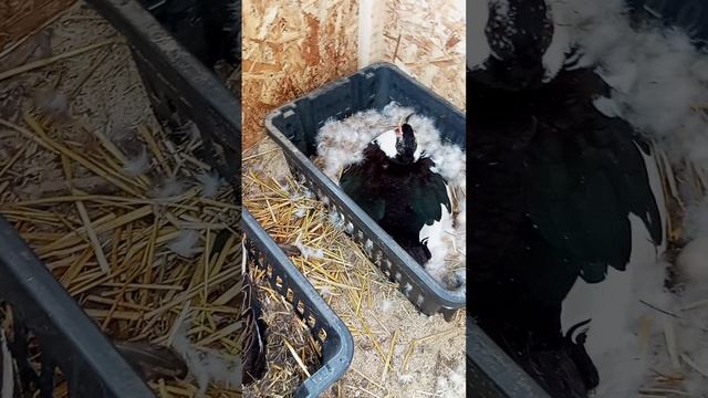 Опять пропала дикая