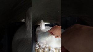 Умные авторететы