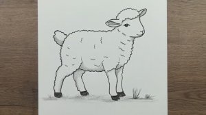 Как нарисовать милого ягненка  барашка шаг за шагом