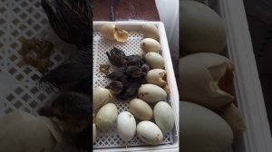 Новые дикие кабачки