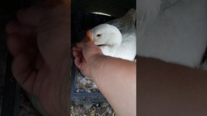 Авторетет на яйцах