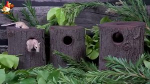 Видео для кошек про крысок развлекать питомцев 🐭🐀😂 (164)