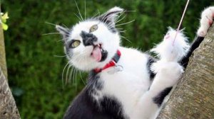 ПРИКОЛЫ С ЖИВОТНЫМИ ДО СЛЕЗ #75 Смешные КОТЫ И СОБАКИ  Приколы