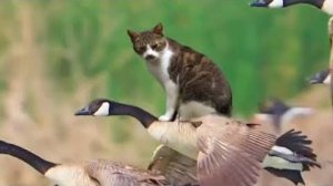 ПРИКОЛЫ С ЖИВОТНЫМИ ДО СЛЕЗ #79 Смешные КОТЫ И СОБАКИ  Приколы