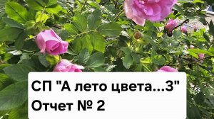 СП "А лето цвета...3 Отчёт №2. Участник №45