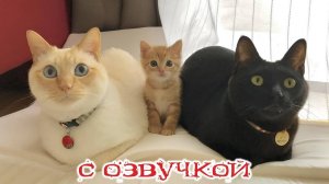 ПРИКОЛЫ С КОТАМИ И КОШКАМИ !_С_ОЗВУЧКОЙ!_Коты,_кошки,_собаки_и_ДРУГИЕ_Смешные видео о животных