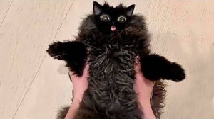 ПРИКОЛЫ С ЖИВОТНЫМИ ДО СЛЕЗ #78 Смешные КОТЫ И СОБАКИ  Приколы