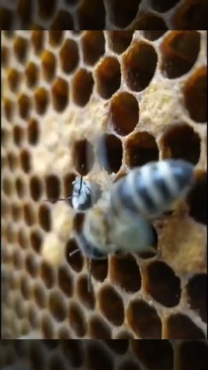 Пчёлка впервые знакомится с нашим миром 🐝 #shorts