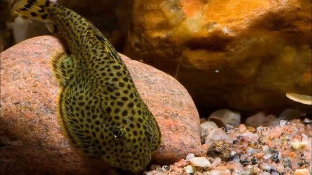 АКВАРИУМ И ЕГО ОБИТАТЕЛИ - БЕФОРТИЯ