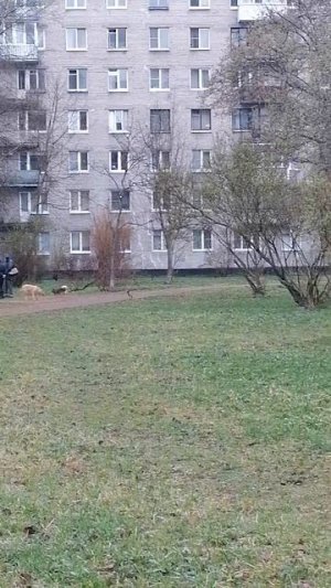 И снова бесповодочники