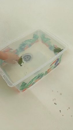 Черепашки
