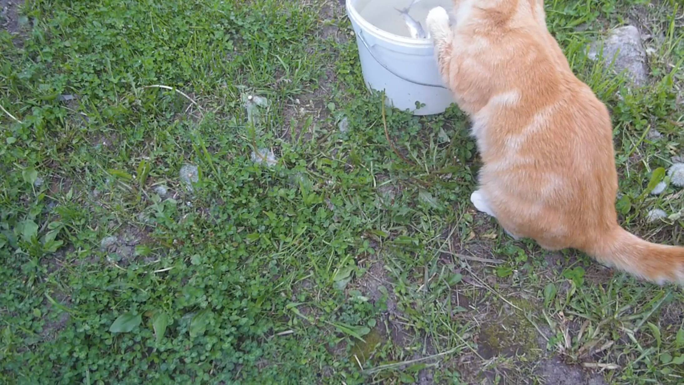 Рыбка для Кузи-рыболова кастинговой сетью