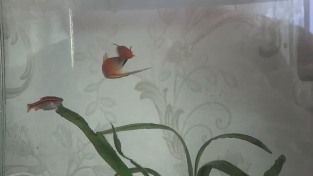 ДРАКА САМЦОВ МЕЧЕНОСЦЕВ ЗА ЛИДЕРСТВО В СТАЕ