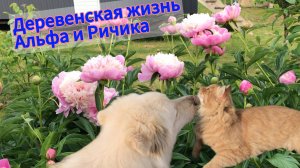 Деревенская жизнь Альфа и Ричика