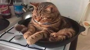 ПРИКОЛЫ С ЖИВОТНЫМИ ДО СЛЕЗ #81 Смешные КОТЫ И СОБАКИ  Приколы