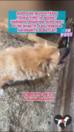 Альфа девочка инвалид, которая нуждается в особенном уходе помогите пожалуйста
