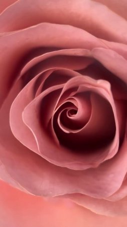 Крем «Роза» для ухода за кожей рук и ног🌹