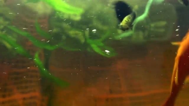 ПРОСТО ЖИВЫЕ АКВАРИУМНЫЕ РЫБКИ