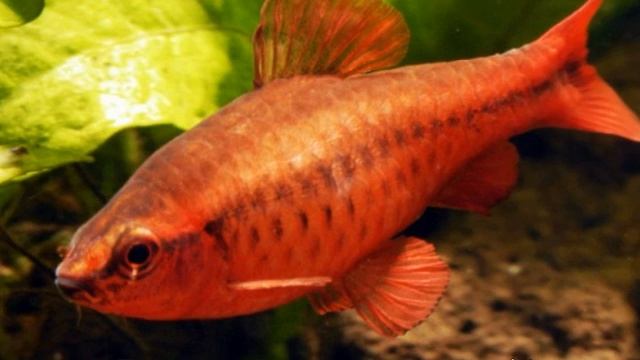 Барбус вишневый