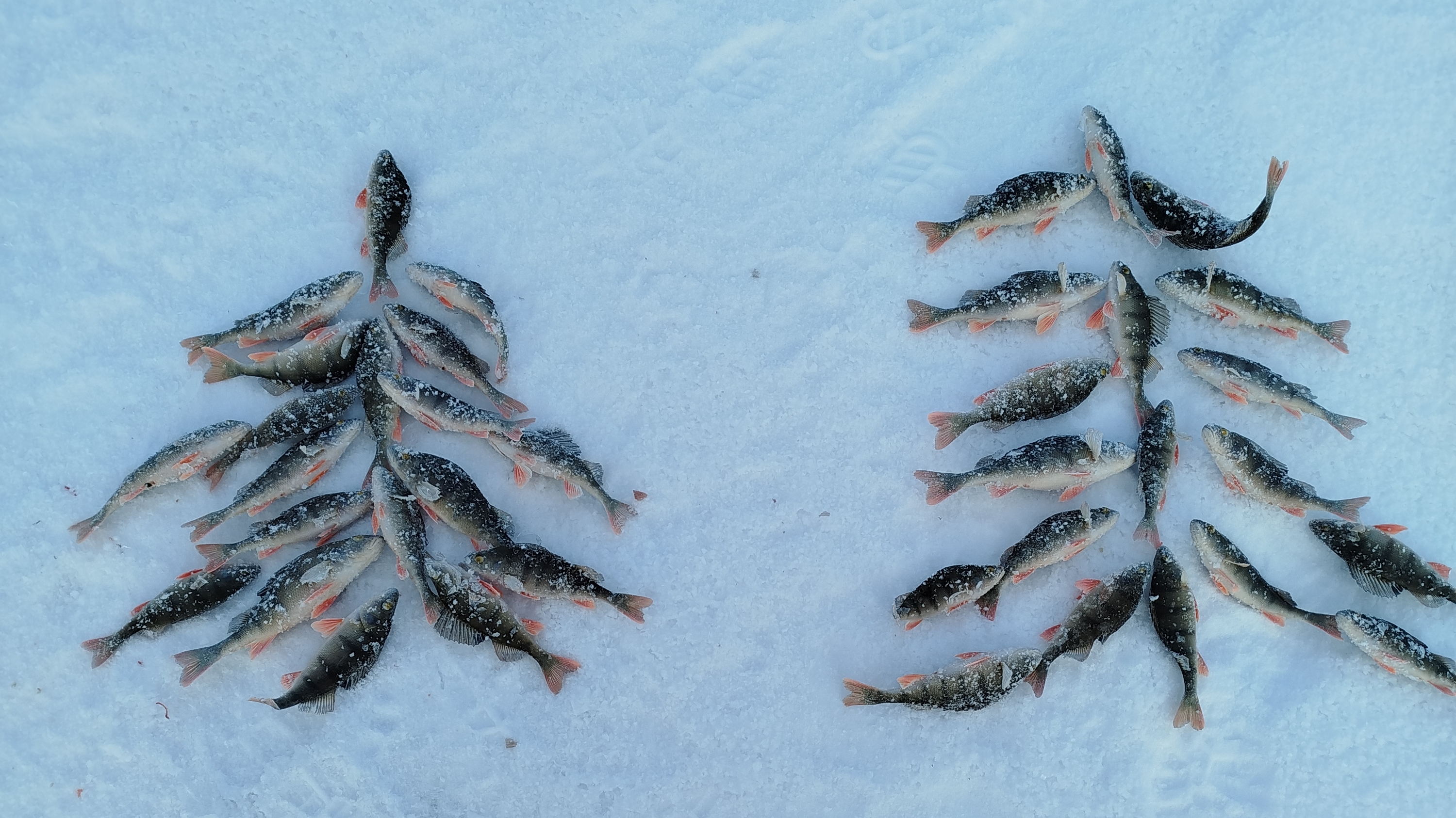 12-01-25 Арахлей