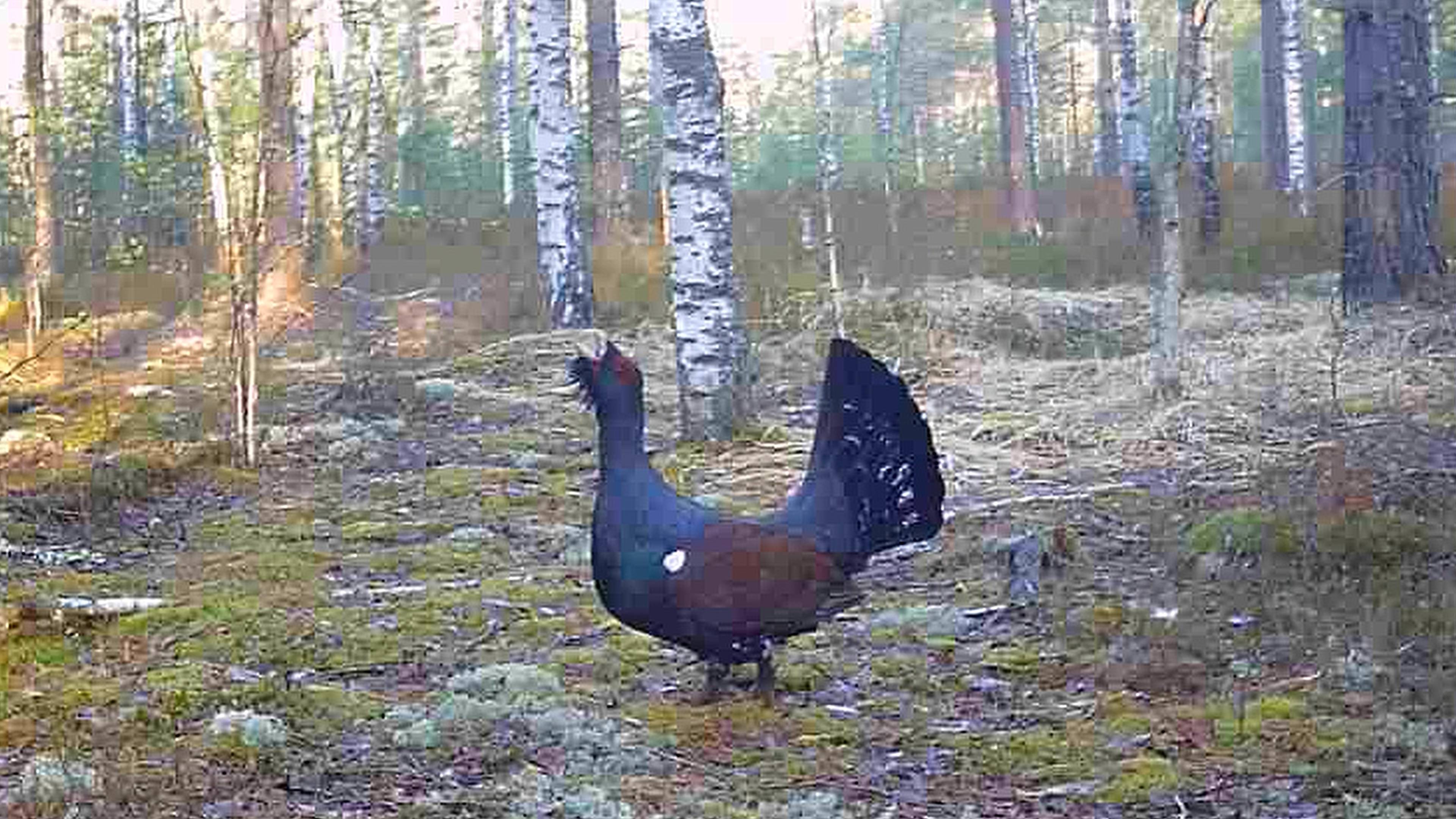 Фотоловушка засняла токующего глухаря. Два месяца наблюдений за током. Весна 2025 года