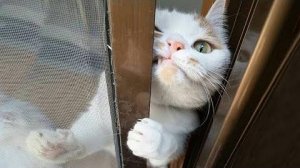 ПРИКОЛЫ С ЖИВОТНЫМИ ДО СЛЕЗ #80 Смешные КОТЫ И СОБАКИ  Приколы