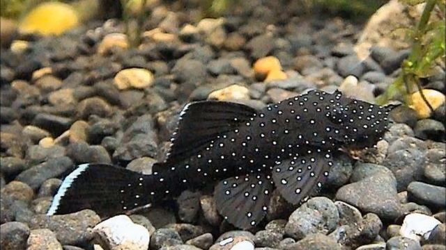 Анциструс звездчатый