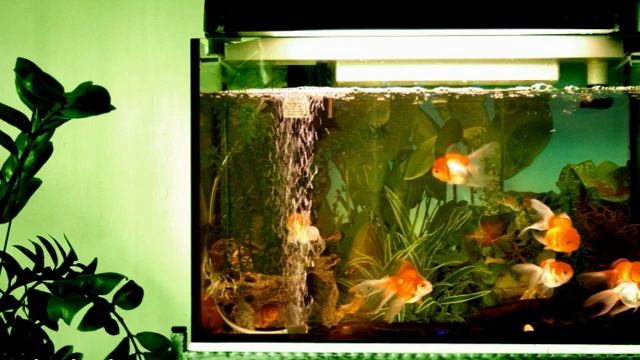ВСЕ ПРО АКВАРИУМ