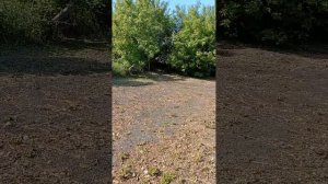Посадка грядок у Надежды Васильевны  31 05 2025