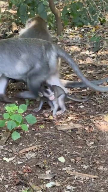 Met monkeys in their natural habitat