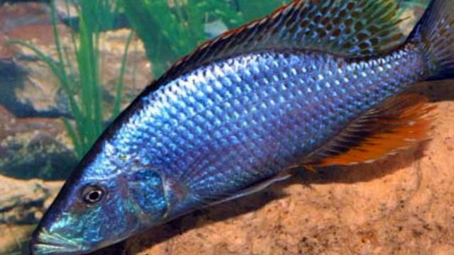 - Димидохромис -