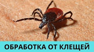 Уничтожение клещей на участке