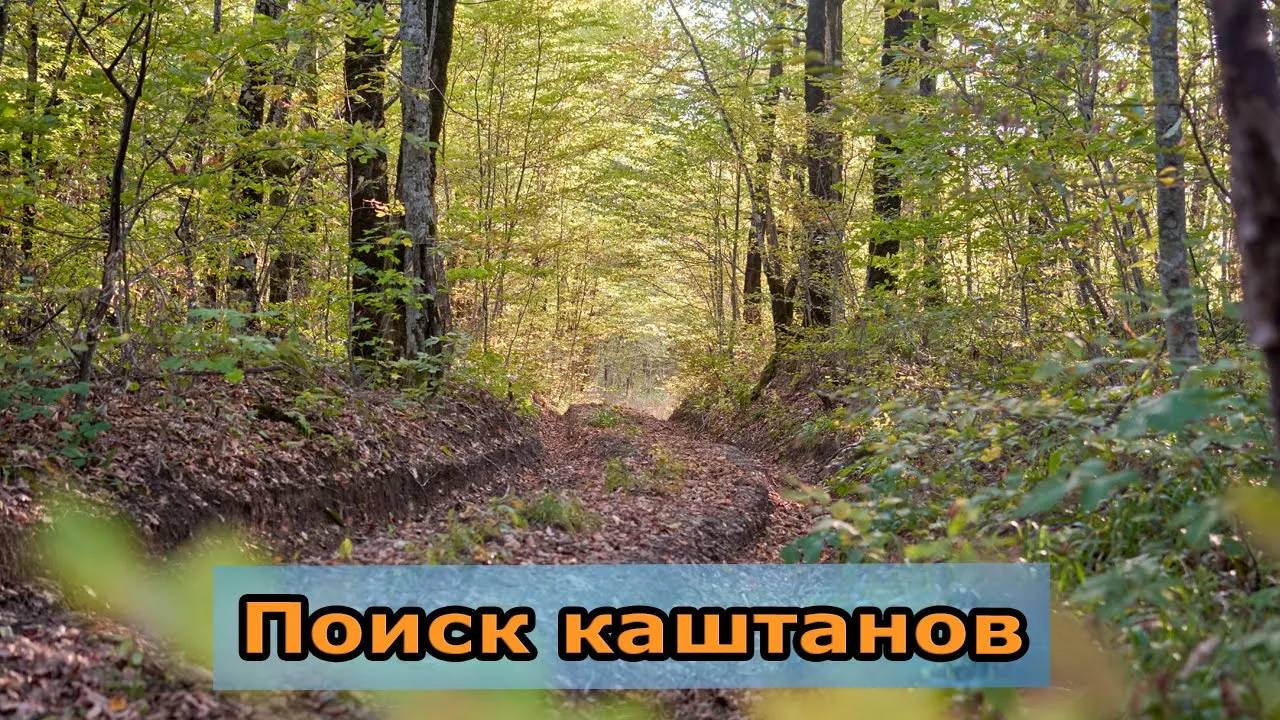 Поиск каштанов