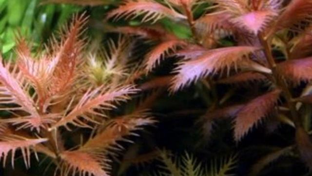 ПРОЗЕРПИНАКА ВОДНАЯ (МЕРИСТЕМНАЯ) РАСТЕНИЕ В АКВАРИУМ