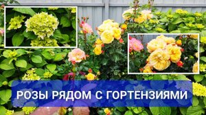 Дружит ли роза с гортензией? Можно ли выращивать розы рядом с гортензиями и как они растут вместе?