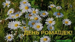 СЕГОДНЯ ДЕНЬ РОМАШЕК!