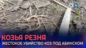 Шаманы опровергли версию ритуального убийства коз, найденных в поле на Кубани