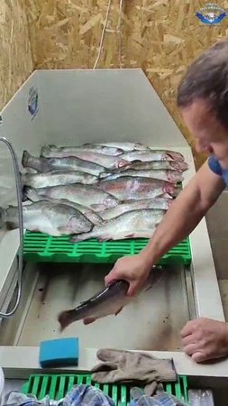 Видео от нашего клиента стола-мойки для разделки рыбы в деле! 👍