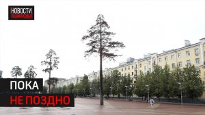 С площади у Ледового Дворца Балашихи уберут аварийные деревья