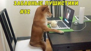 Я РЖАЛ ДО СЛЕЗ 😹 СМЕШНЫЕ КОШКИ И СОБАКИ  СМЕШНЫЕ ЖИВОТНЫЕ 2025 😹 ЛУЧШИЕ ПРИКОЛЫ #52