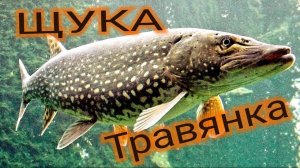 Ладожская рыбалка в сильный ветер, щука, окунь  Ladoga fishing in a strong wind, pike, perch