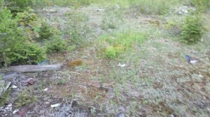 лесная свалка радует находками
