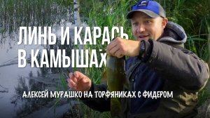 Непредсказуемая рыбалка с фидером на торфянике — линь и карась в камышах