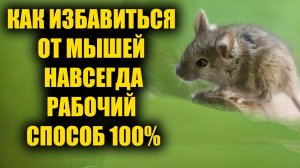 Как навсегда избавиться от мышей всего за 3 секунды. Эффективный метод на 100% гарантирует избавл...