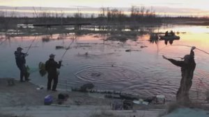 ШОК РЫБАЛКА ЛОМАЮТ КРЮЧКИ РВУТ ЛЕСКИ!!! ВОТ ЭТО ЯЗИЩЕ КЛЮЕТ НА ЭТИХ РОЗЛИВАХ НА ТРУБЕ!!