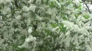 Всё цветёт. Музыка Сергея Чекалина. Everything is flowering. Music by Sergey Che