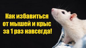Как навсегда избавиться от мышей и крыс всего за одну минуту! Эффективный метод.