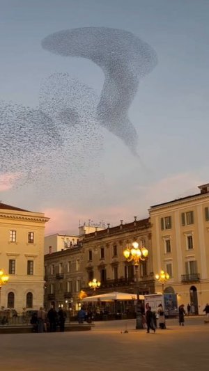 Это называется мурмурация - тысячи птиц проявляют чудеса коммуникации и координации #shorts