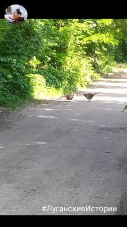 "Разборки на районе". Фазаны не поделили территорию.