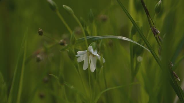 Утро в лесу в конце весны. Звуки майского леса. Весна 2025